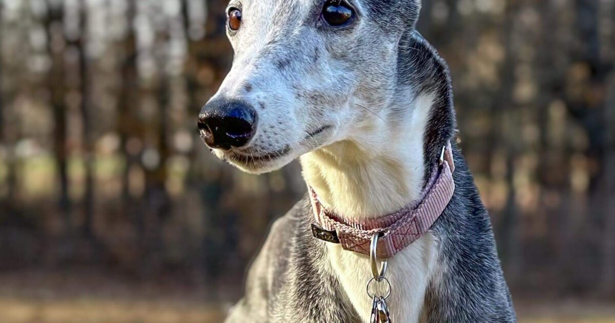 Clementine – Freekibble