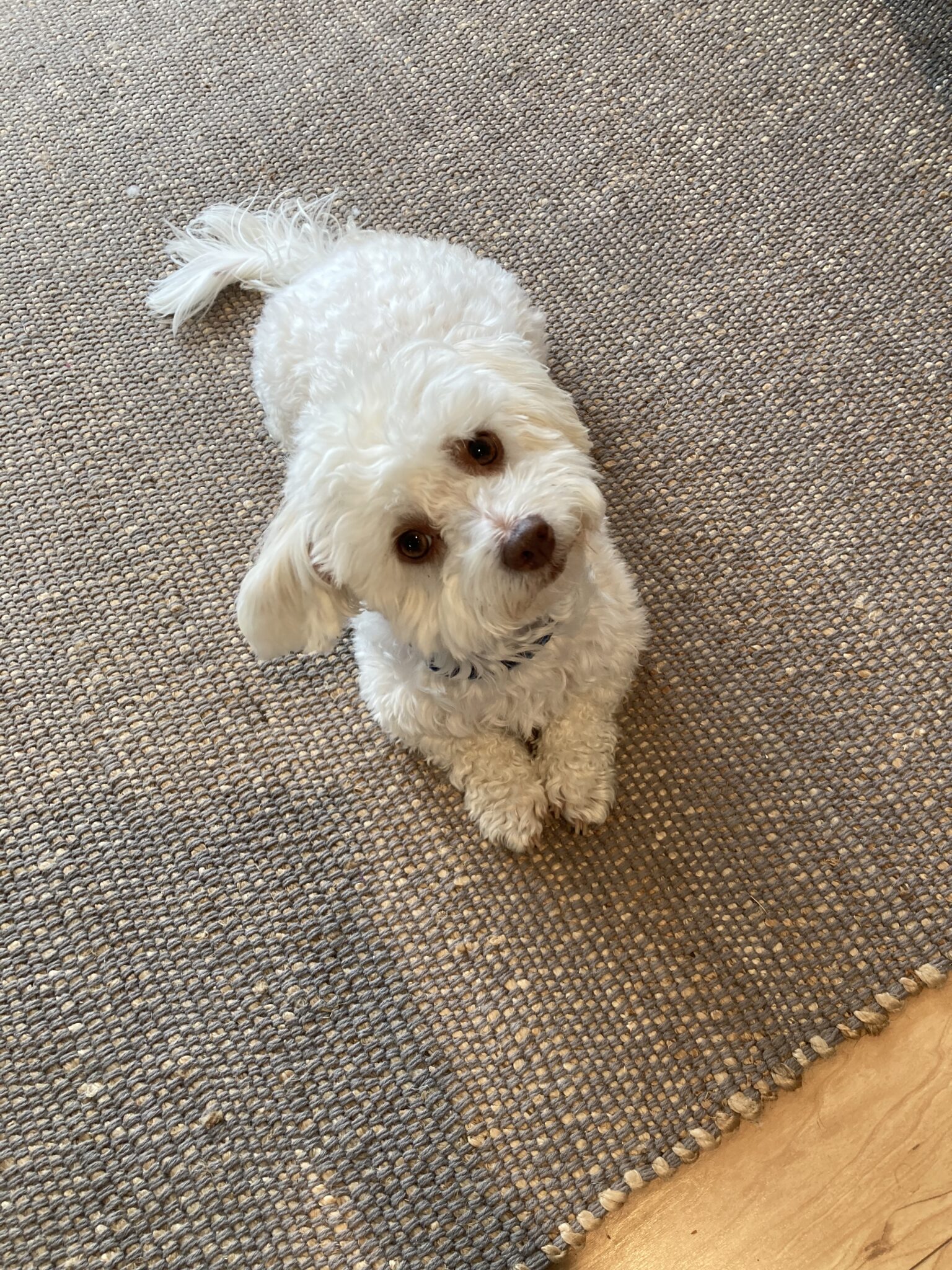 Daisy – Freekibble