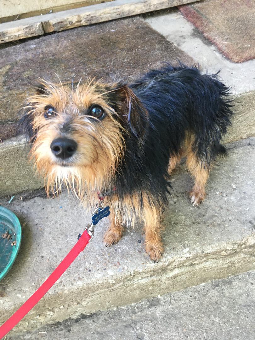 Willow – Freekibble