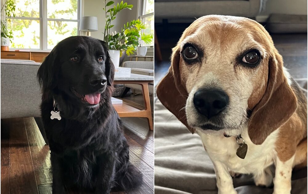 Henry & Maggie – Freekibble