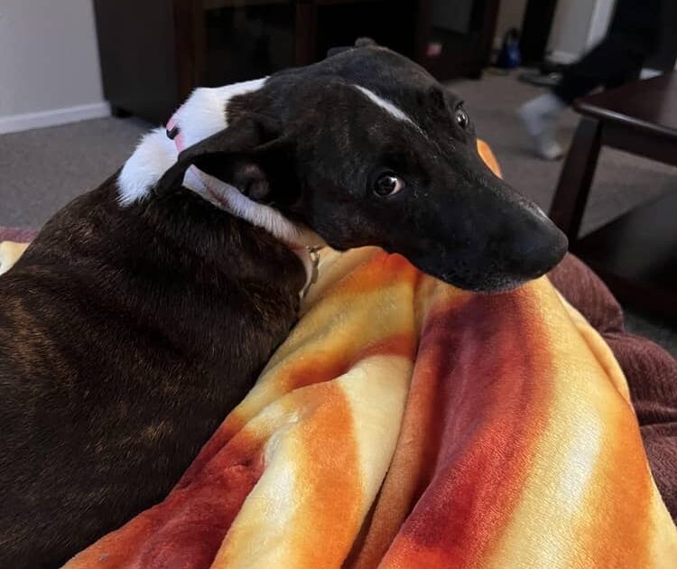 Dolly – Freekibble