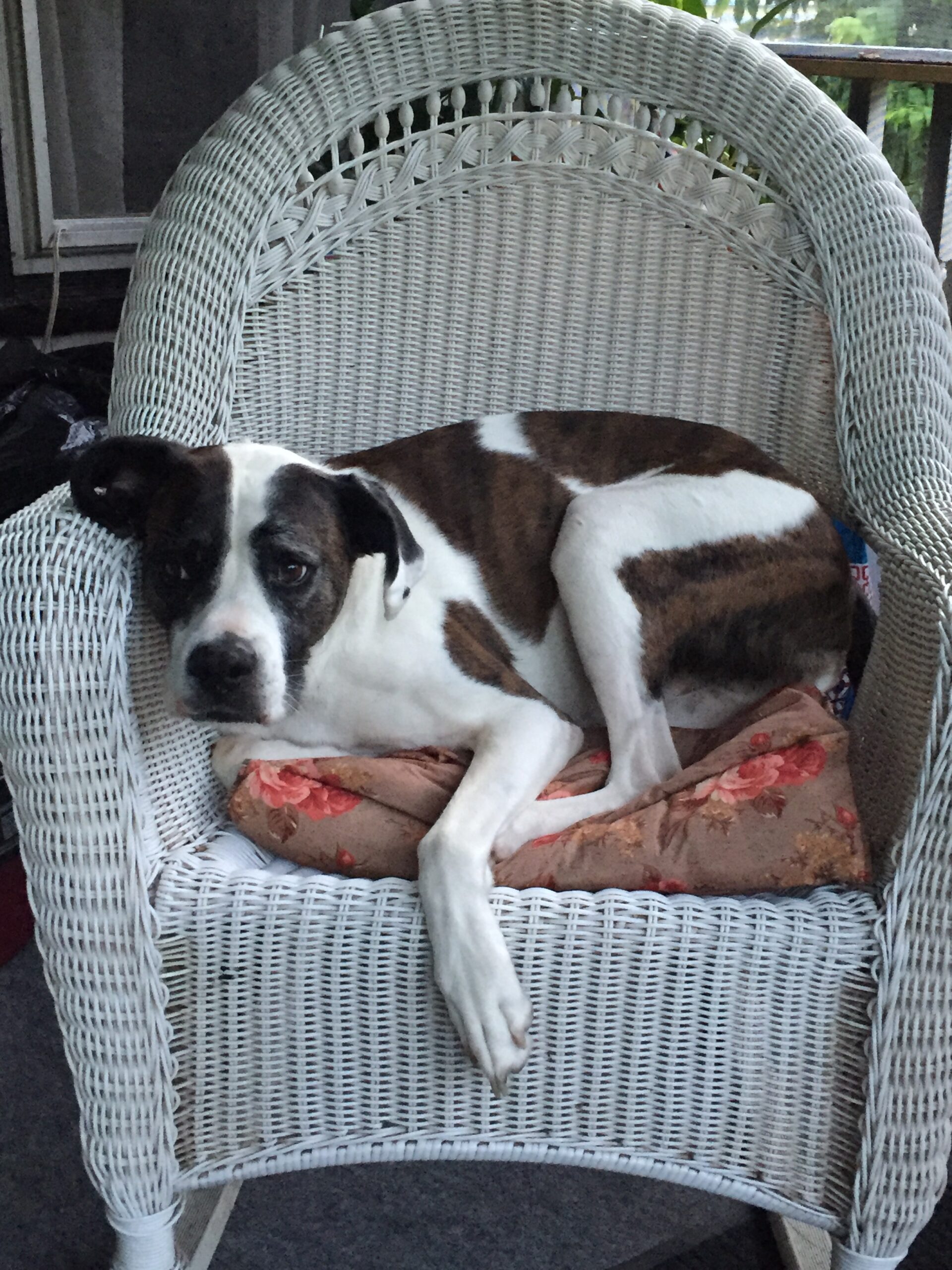 Bentley – Freekibble