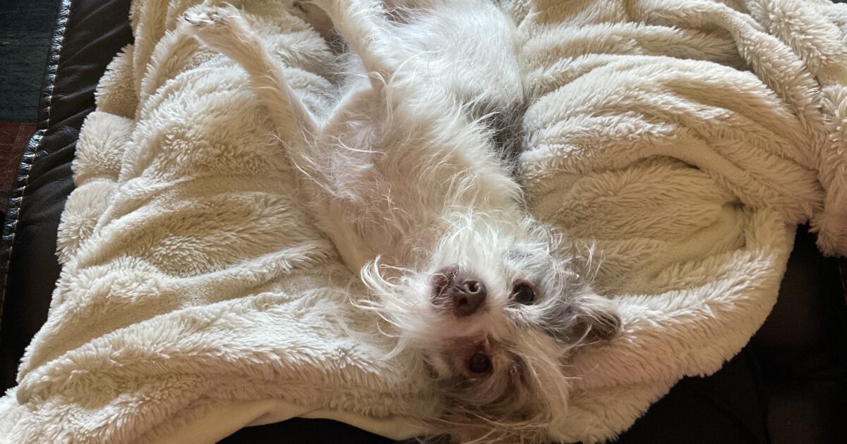 Charlie – Freekibble