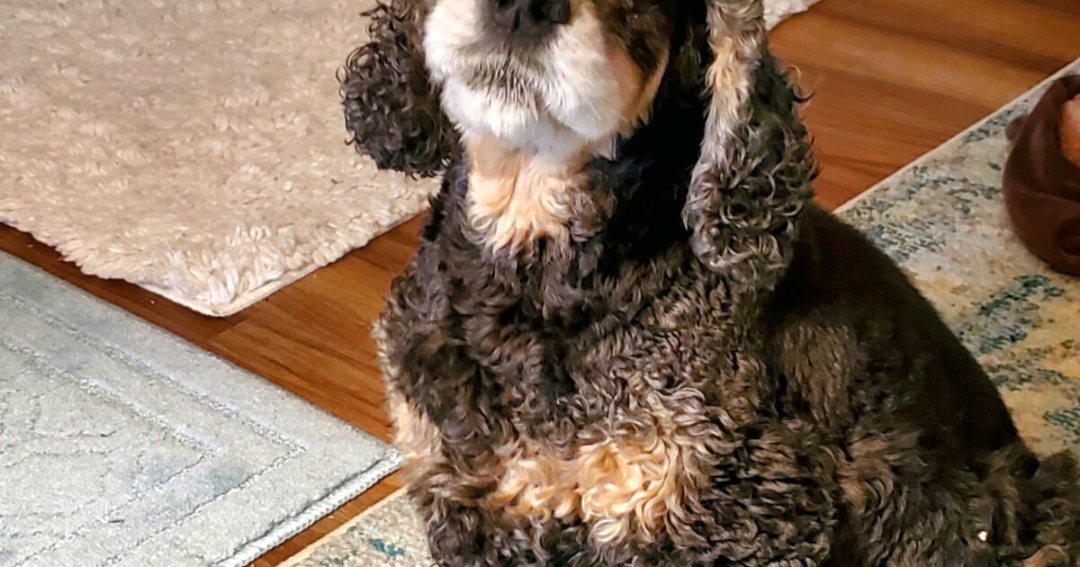 Tucker – Freekibble