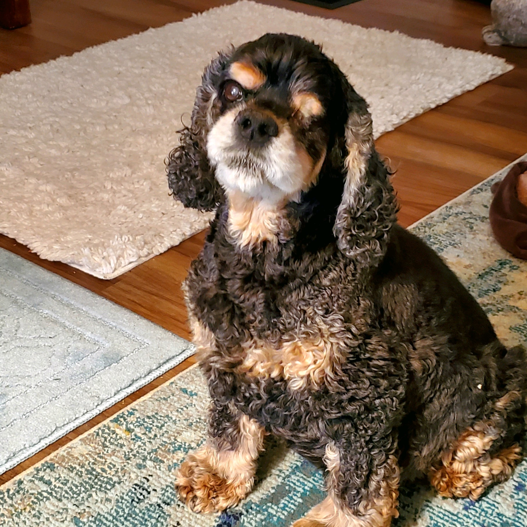 Tucker – Freekibble