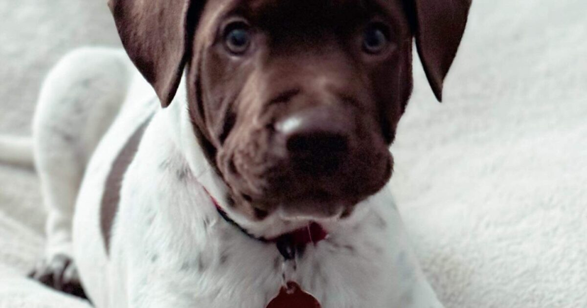 Norman – Freekibble