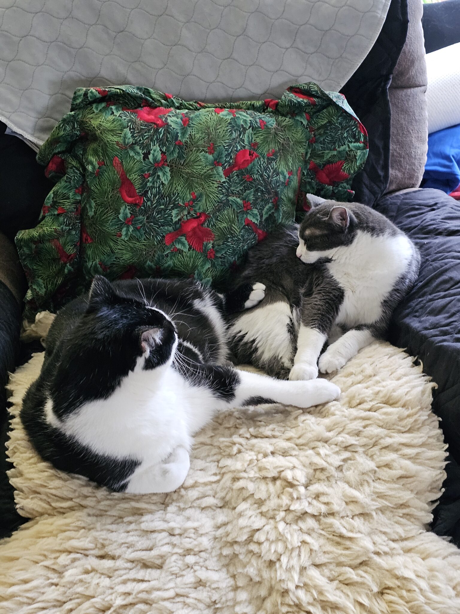 Shawn & Luna – Freekibble