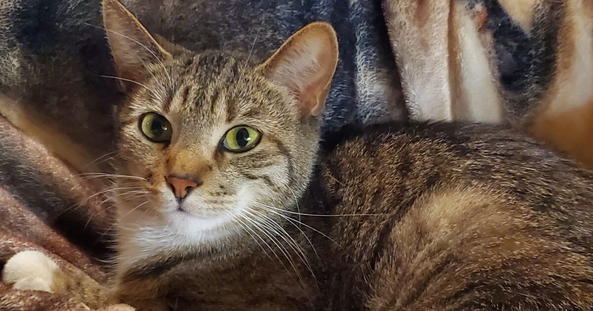 Boots – Freekibble
