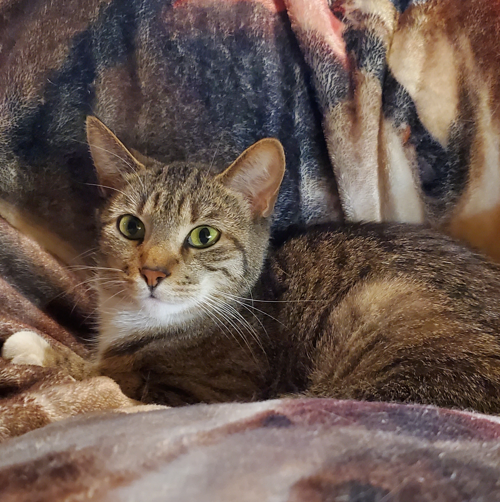 Boots – Freekibble