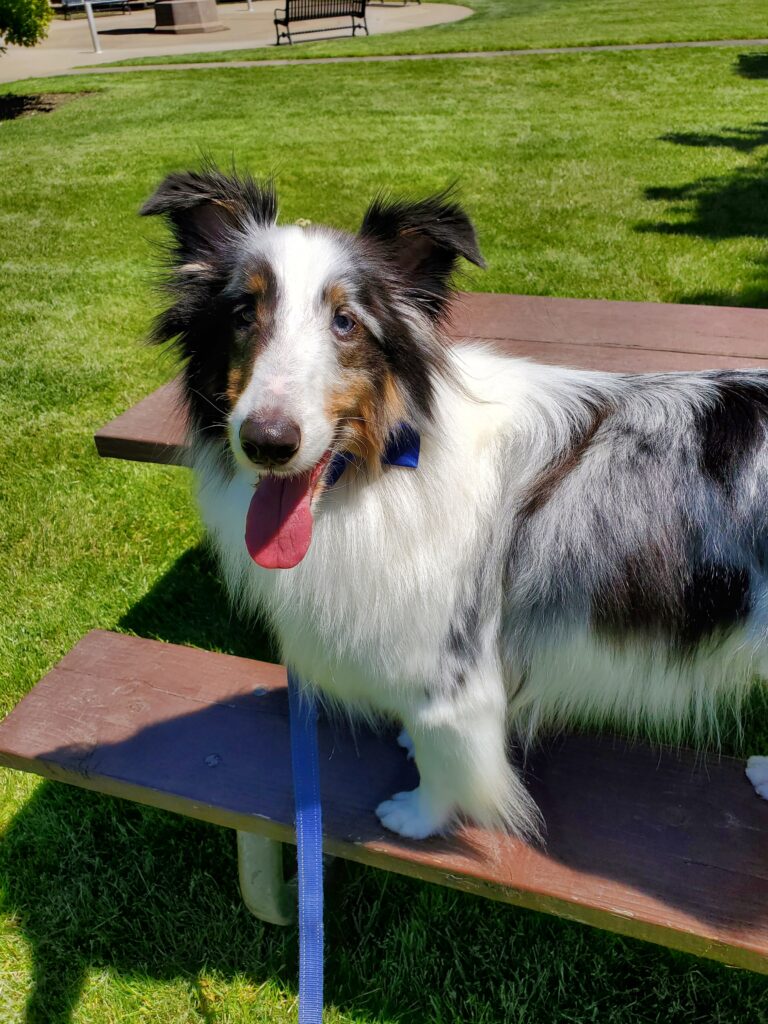 Hamish – Freekibble