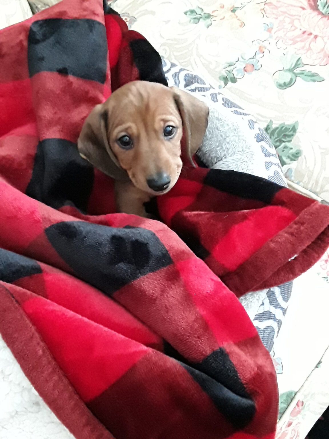 Teddy – Freekibble