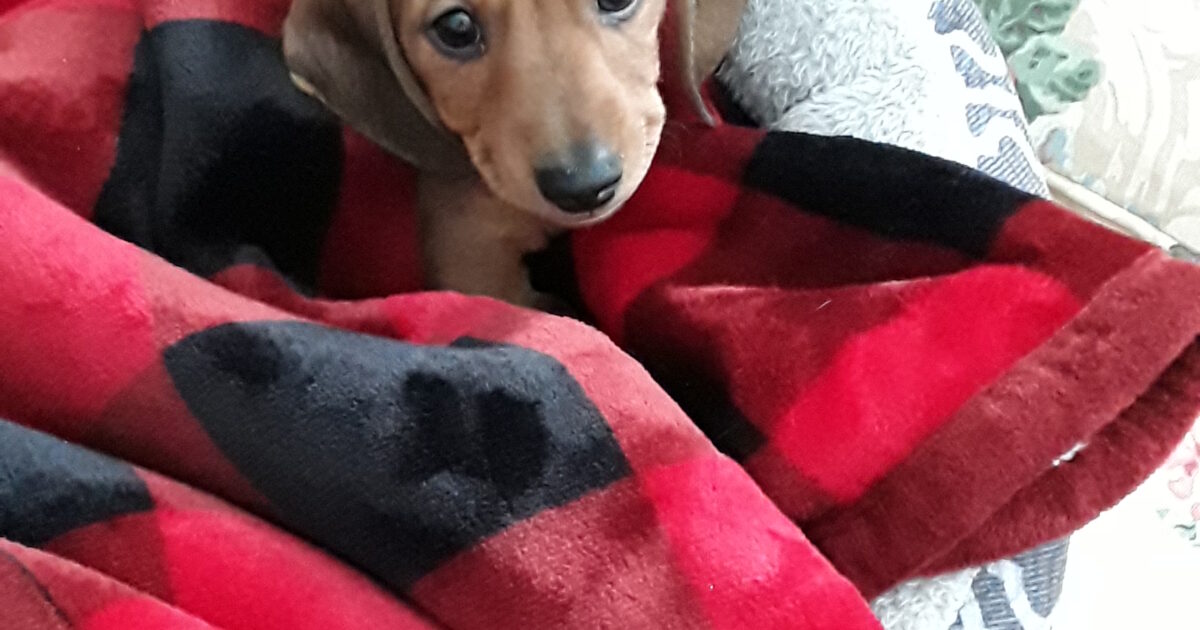 Teddy – Freekibble