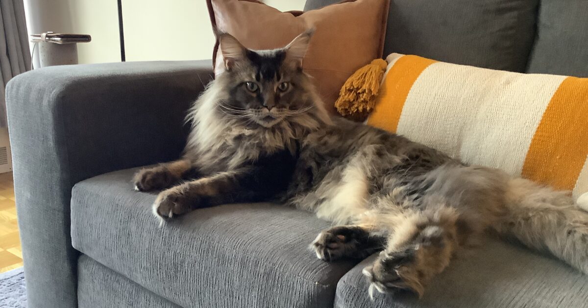 Rufus – Freekibble