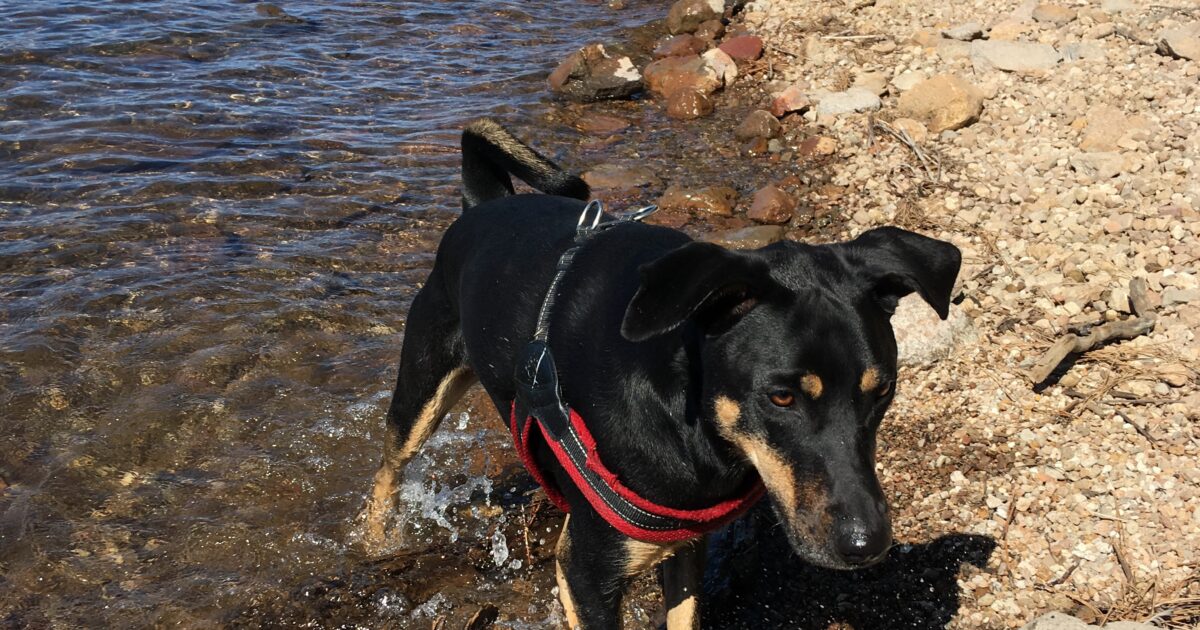 Annie – Freekibble