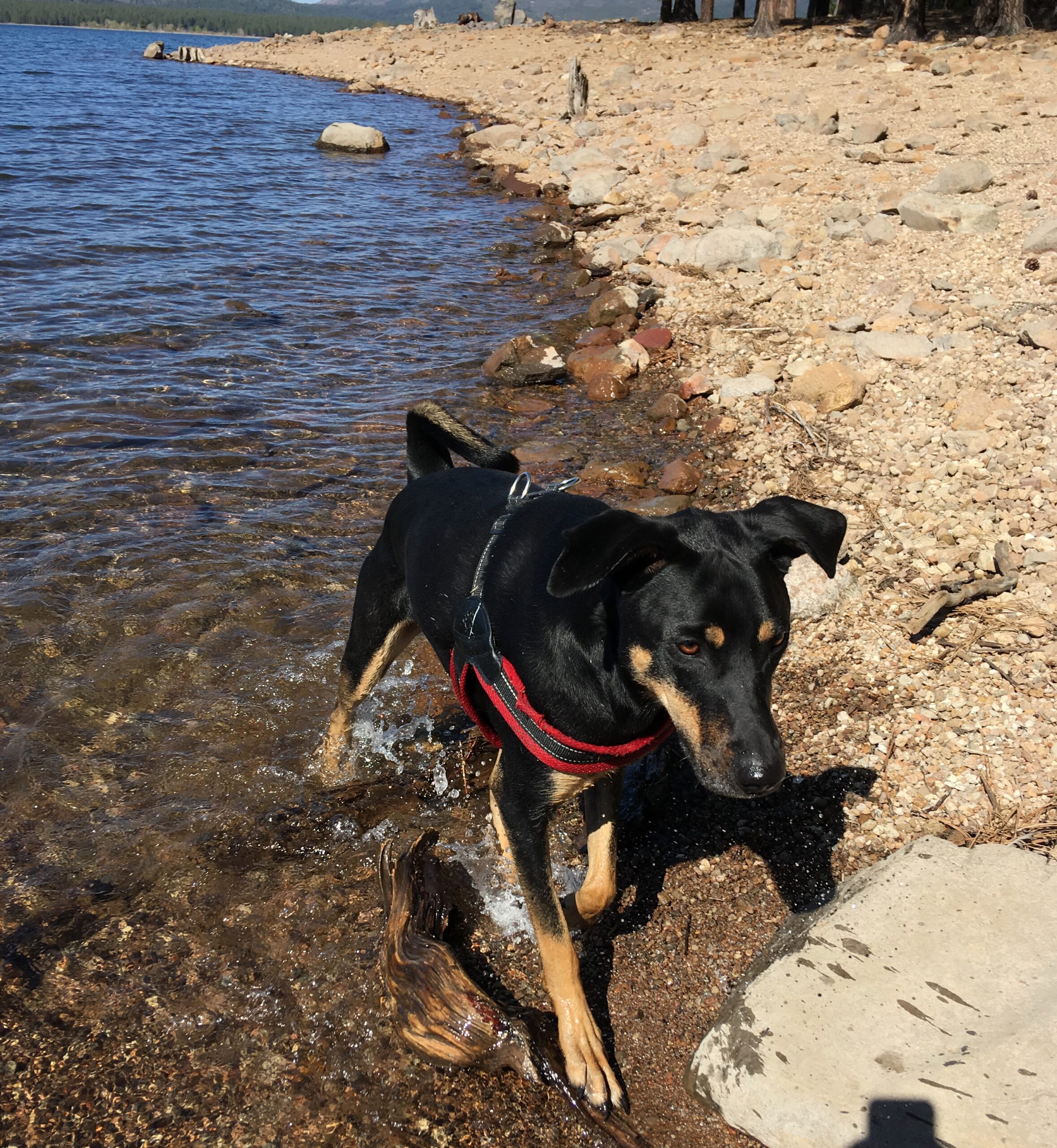 Annie – Freekibble