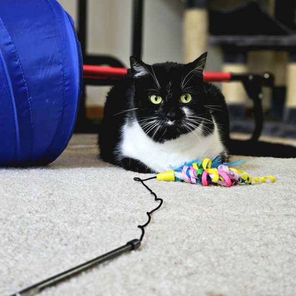 Annie – Freekibble