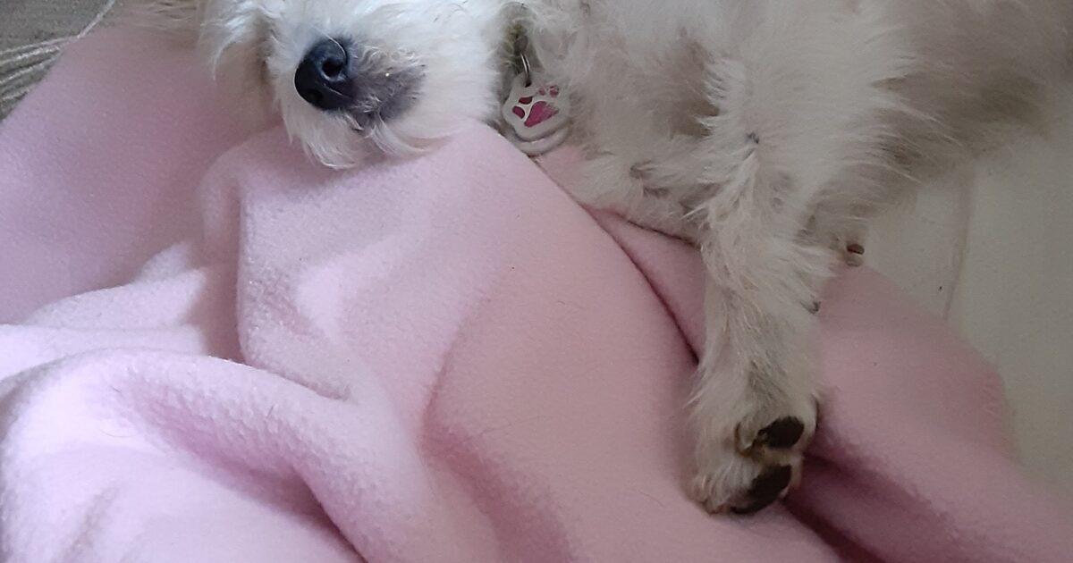 Molly – Freekibble