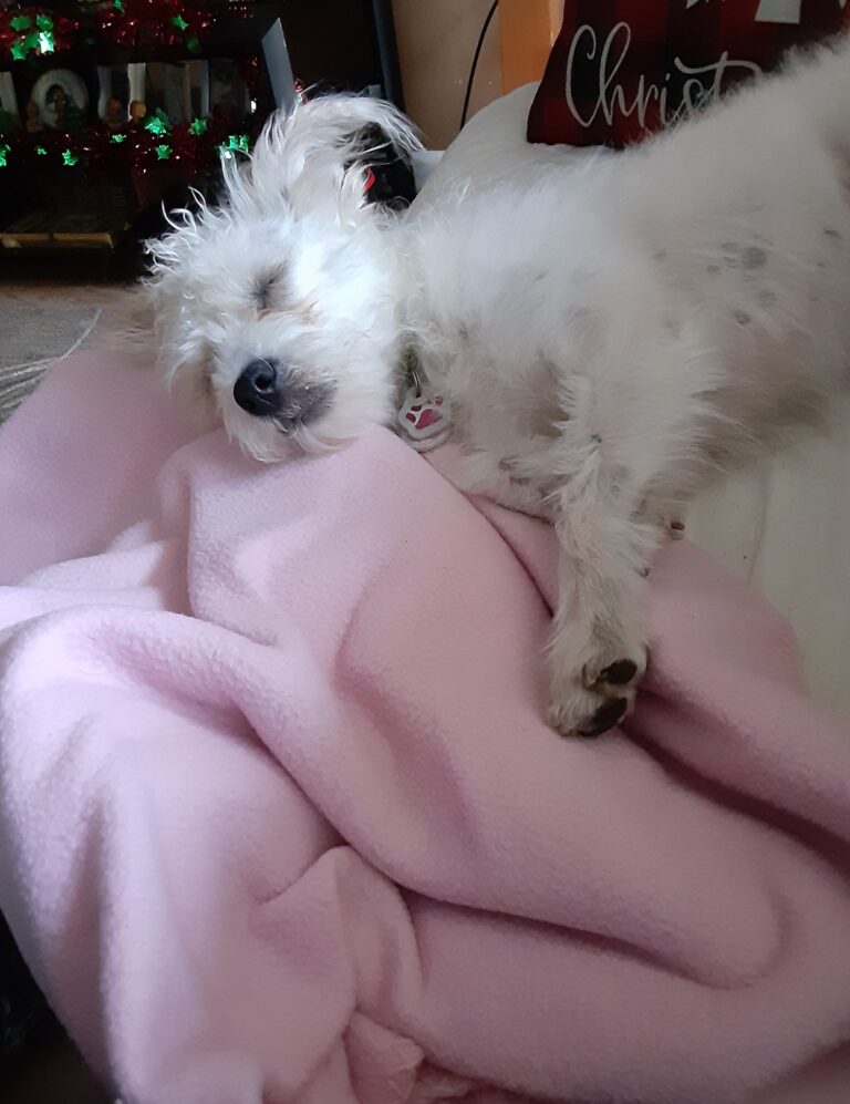 Molly – Freekibble