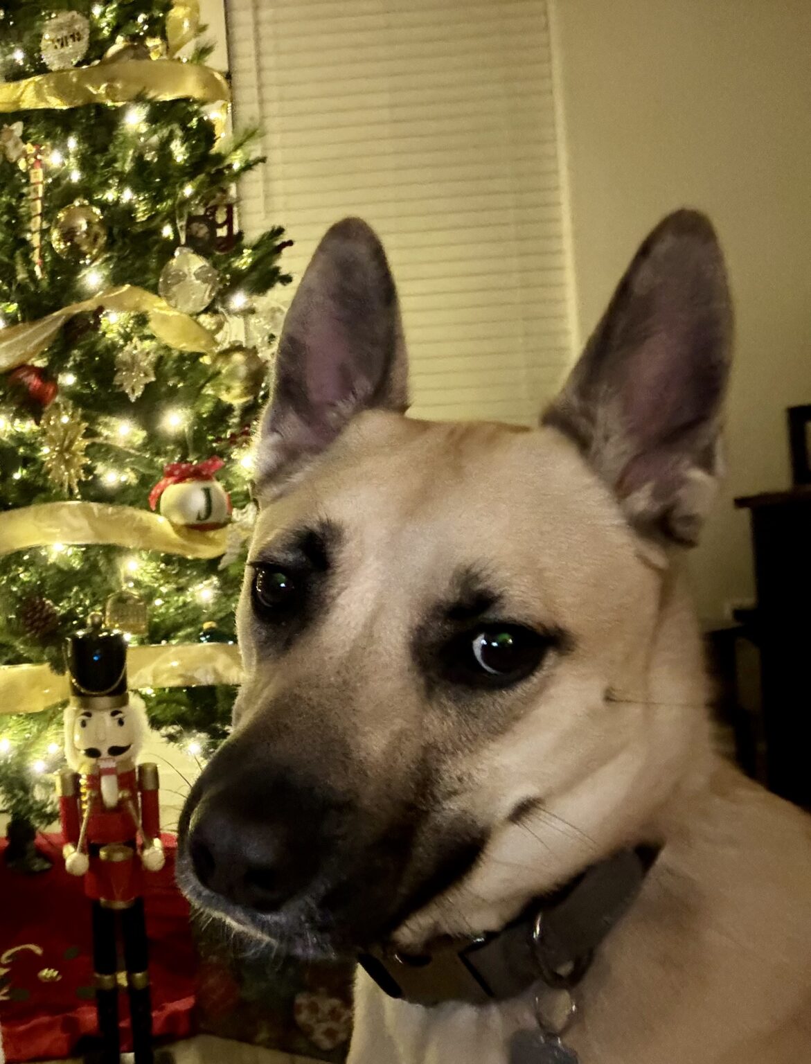 Madison – Freekibble