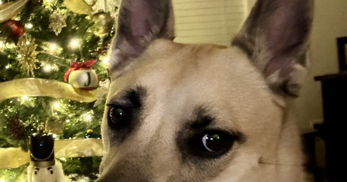 Madison – Freekibble