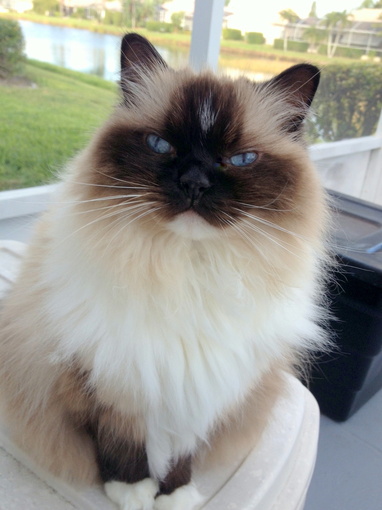 S’Mores – Freekibble