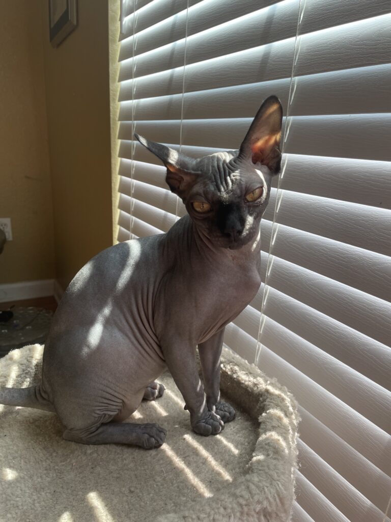 Harry – Freekibble