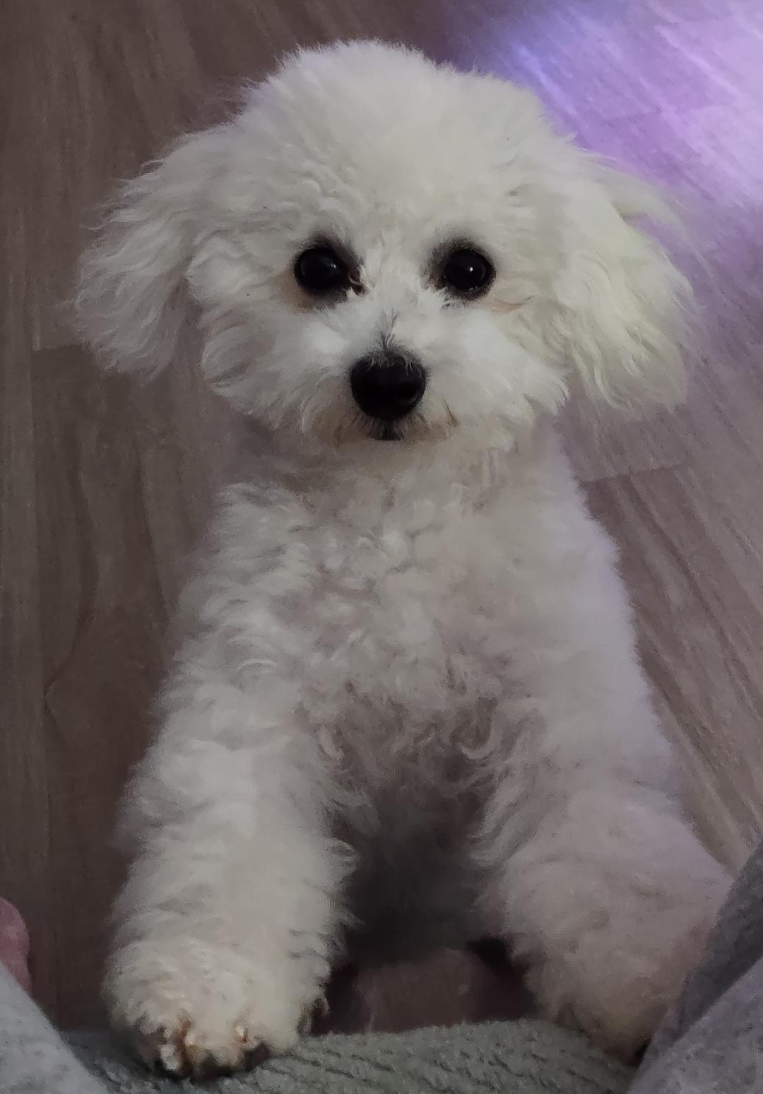 Kennedy – Freekibble