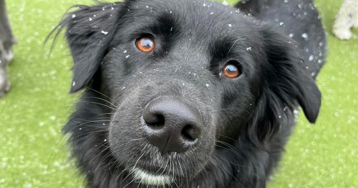 Walter – Freekibble