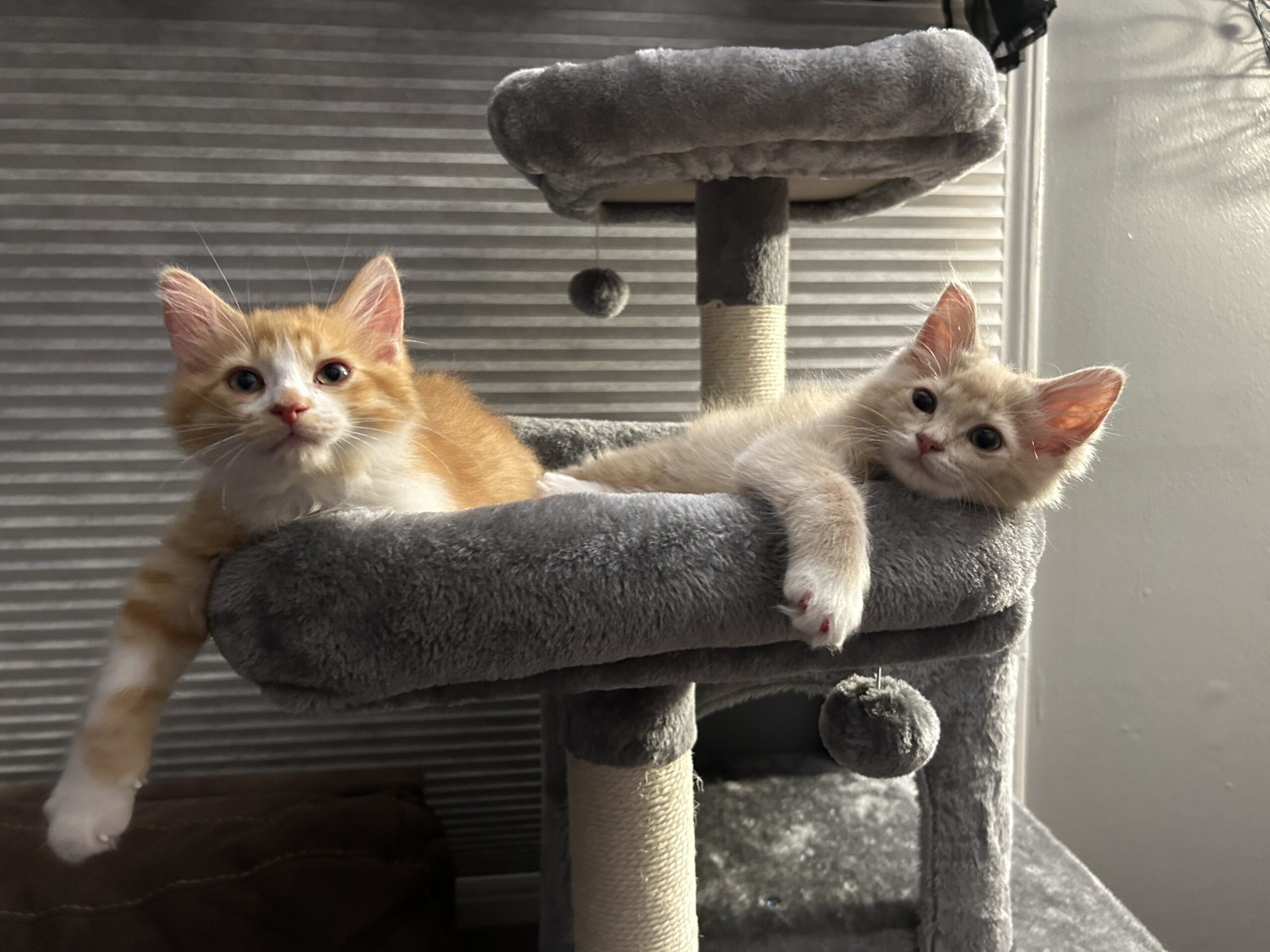 Blaze and Lily – Freekibble