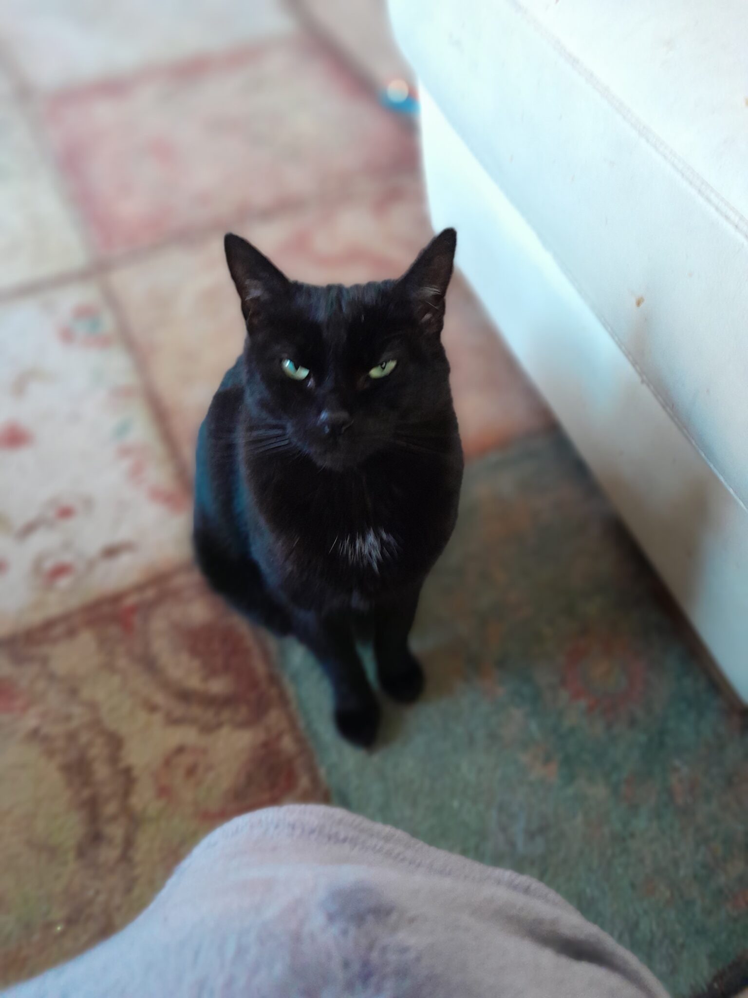 Michael Banjo – Freekibble