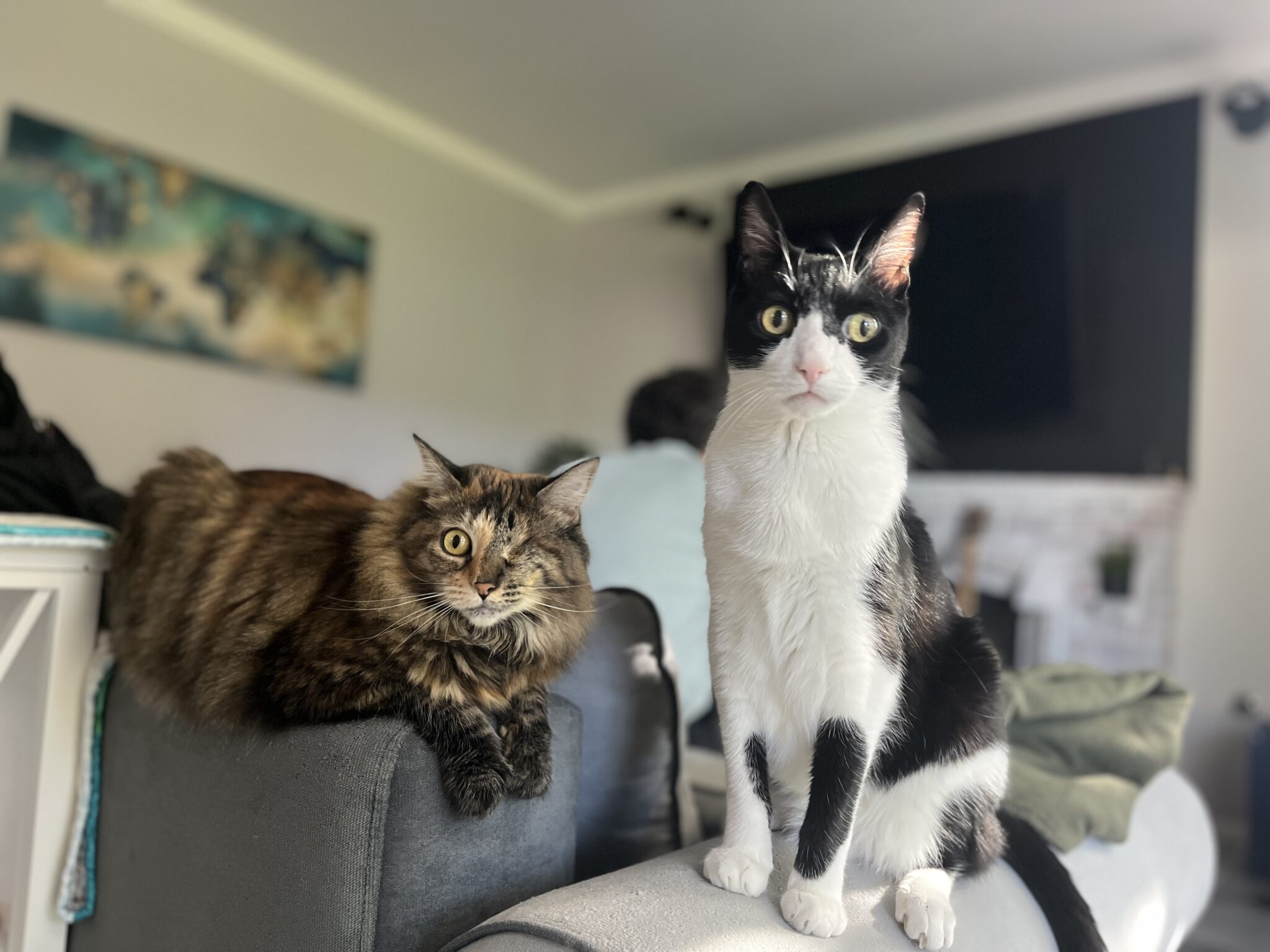 Milo and Angel – Freekibble