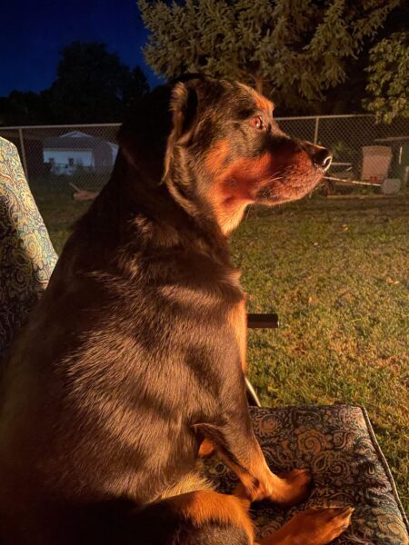 Boris – Freekibble