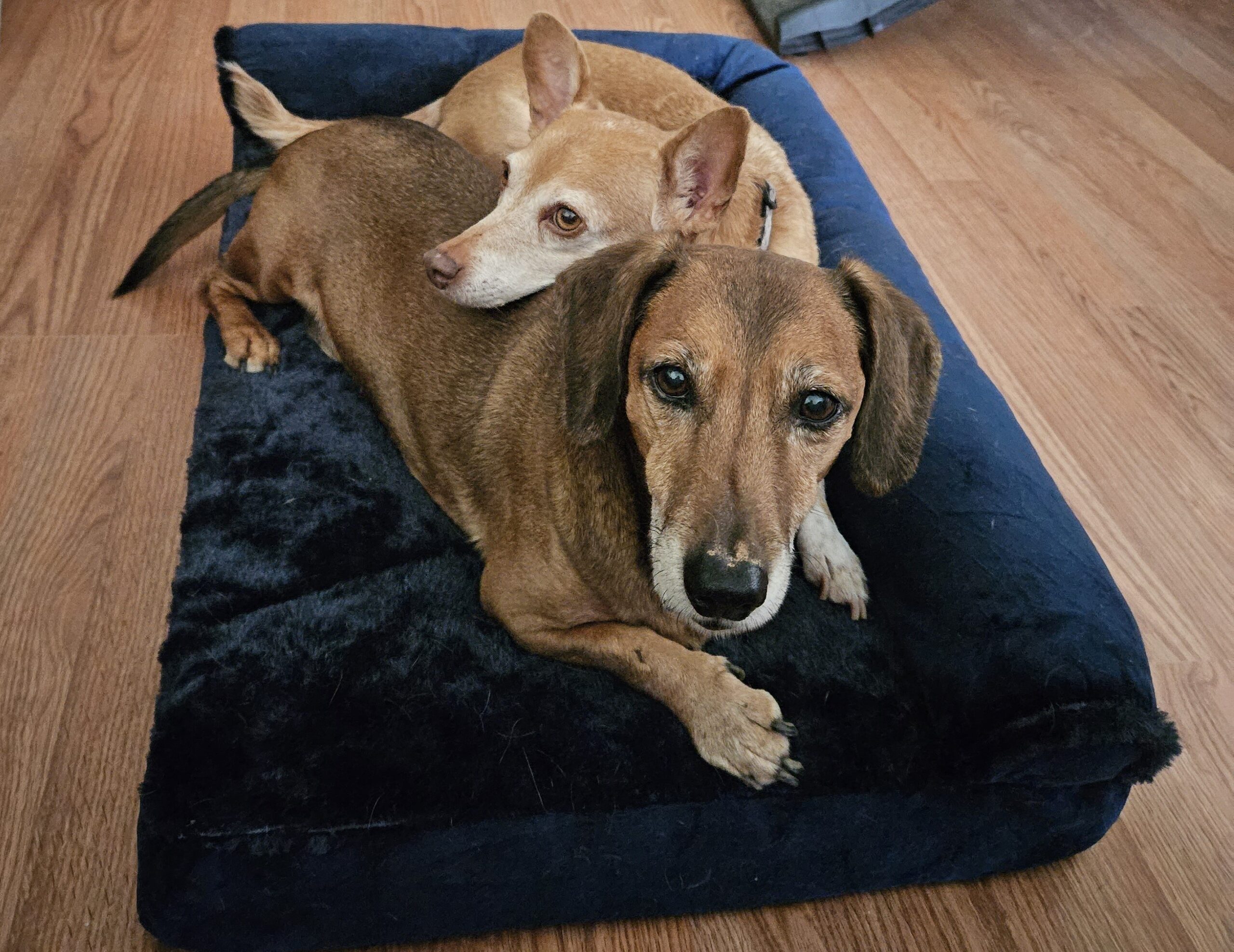 Vicq & Frankie – Freekibble