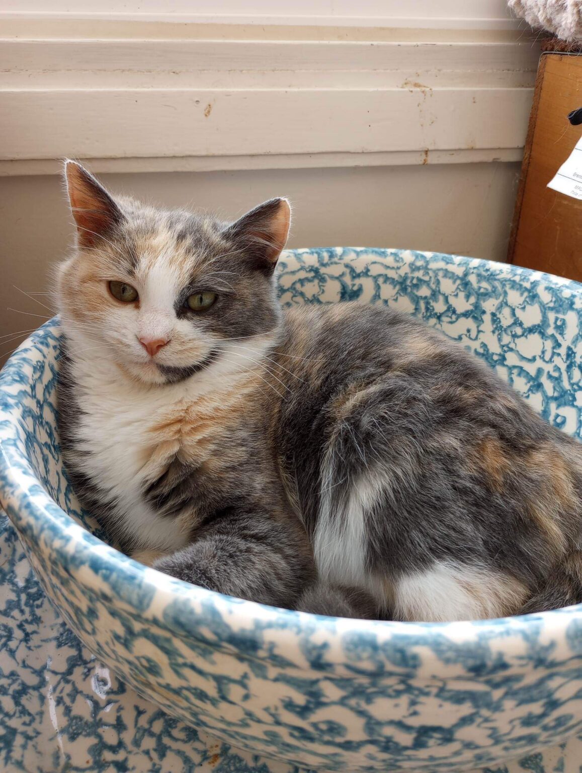 Callie – Freekibble