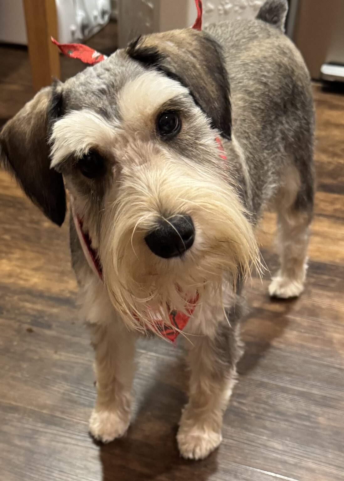 Norman – Freekibble