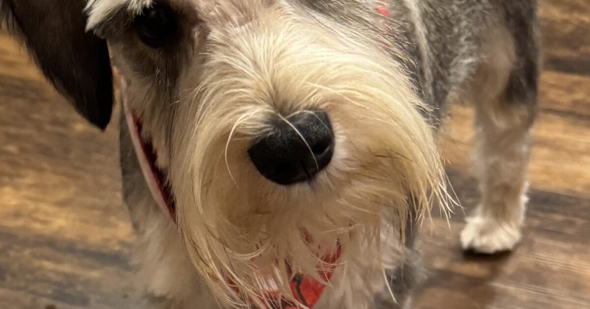 Norman – Freekibble