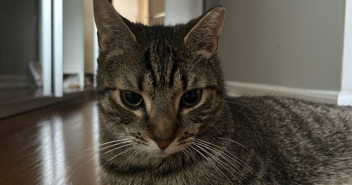 Mouschi – Freekibble