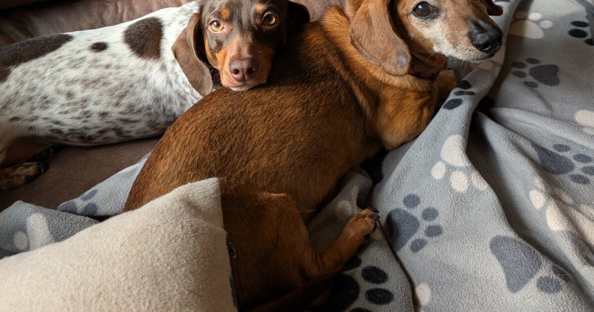 Lucky and Patches – Freekibble