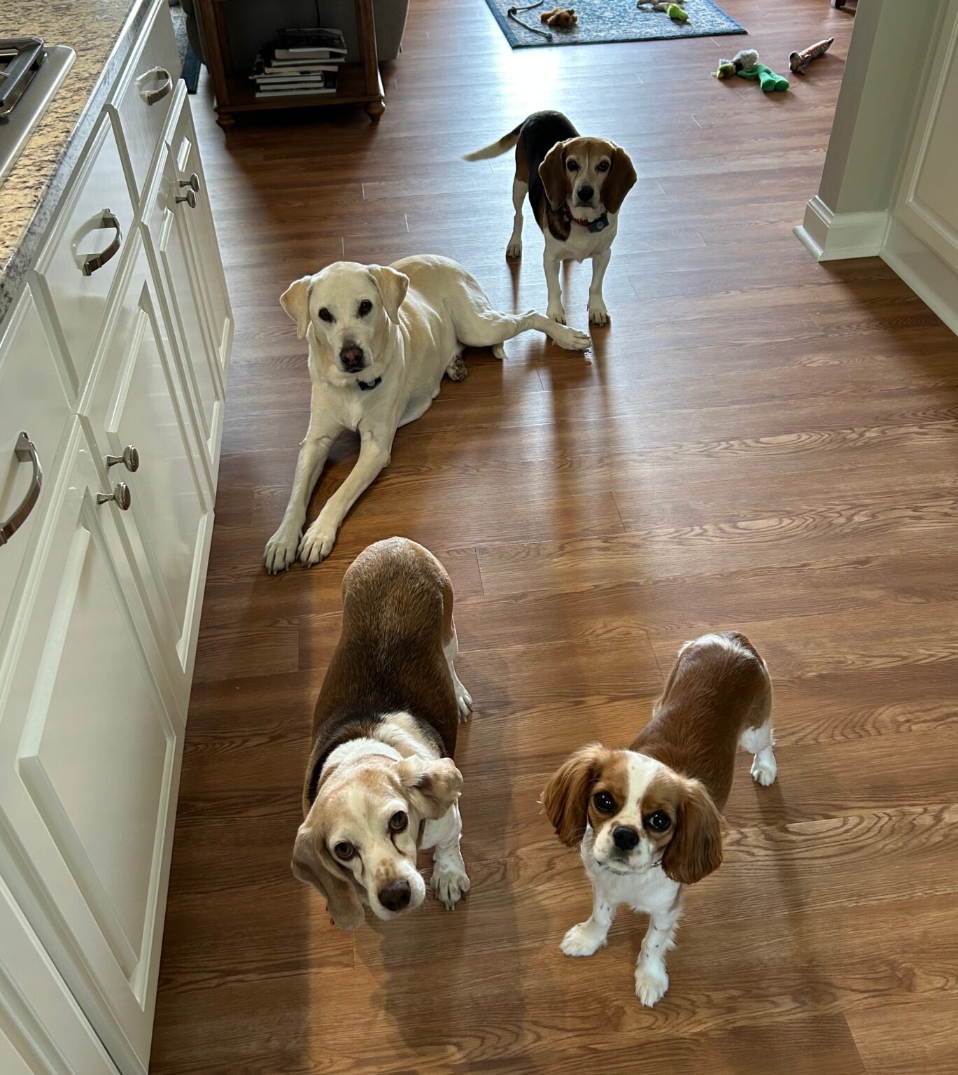 Bella, Buddy, Bonnie and Lucy – Freekibble