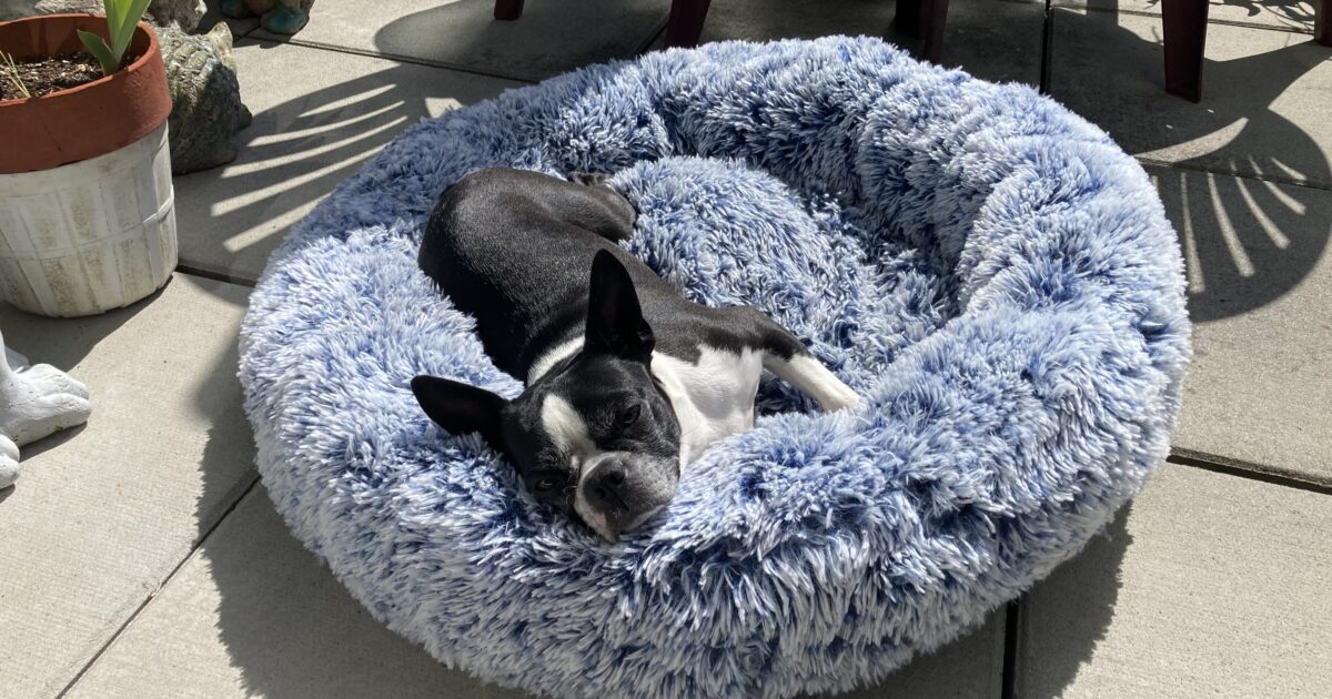 Lola – Freekibble