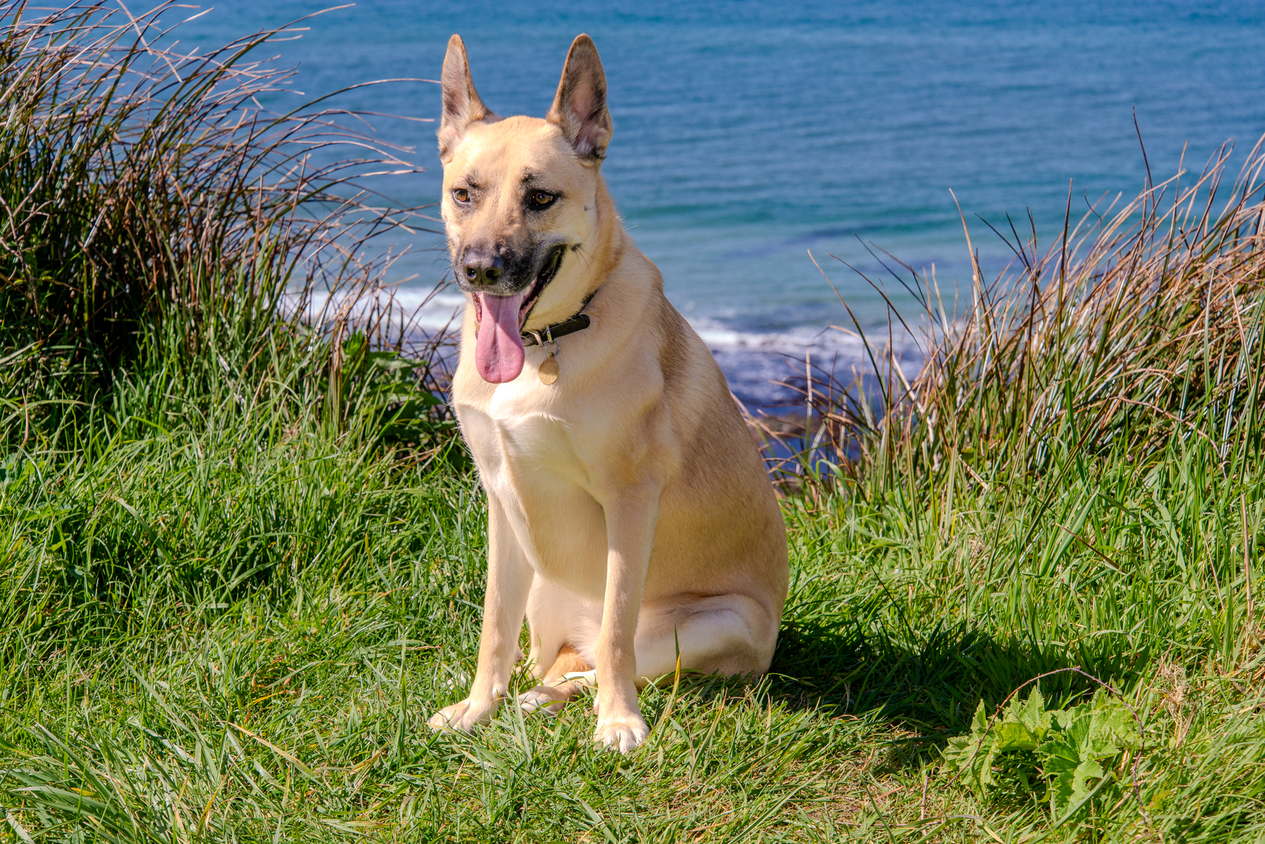 Madison – Freekibble