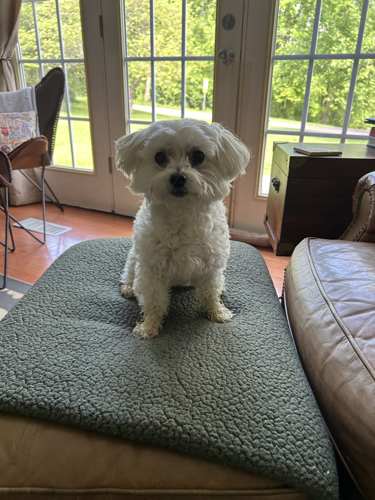 Freekibble